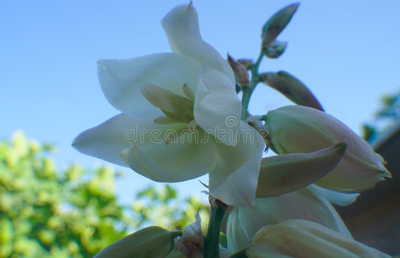 Large white bell flowers stock image. Image of growth - 220870169