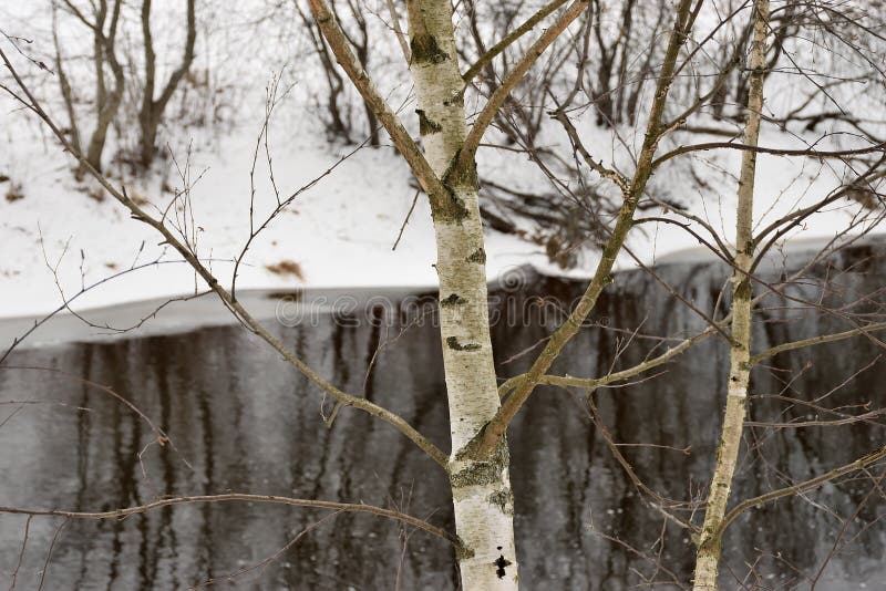 Large White Birch High Bank River Stock Photos - Free & Royalty-Free ...