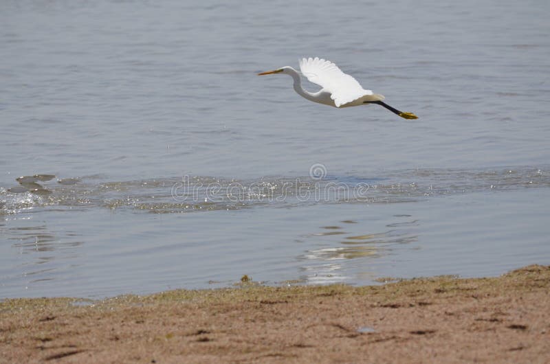Large White Bird Chasing Fish in Sharm El Sheikh Stock Photo - Image of ...