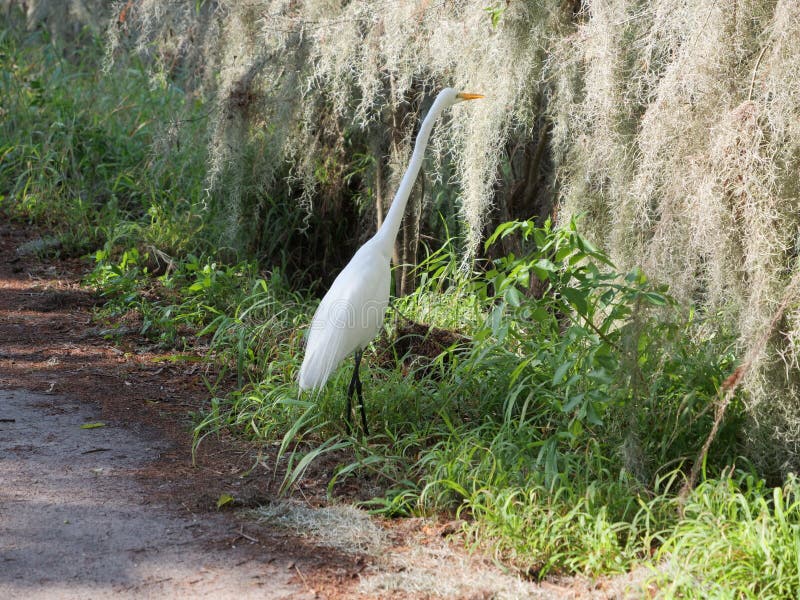 A Large White Bird Crossing a Path Stock Image - Image of wildlife ...