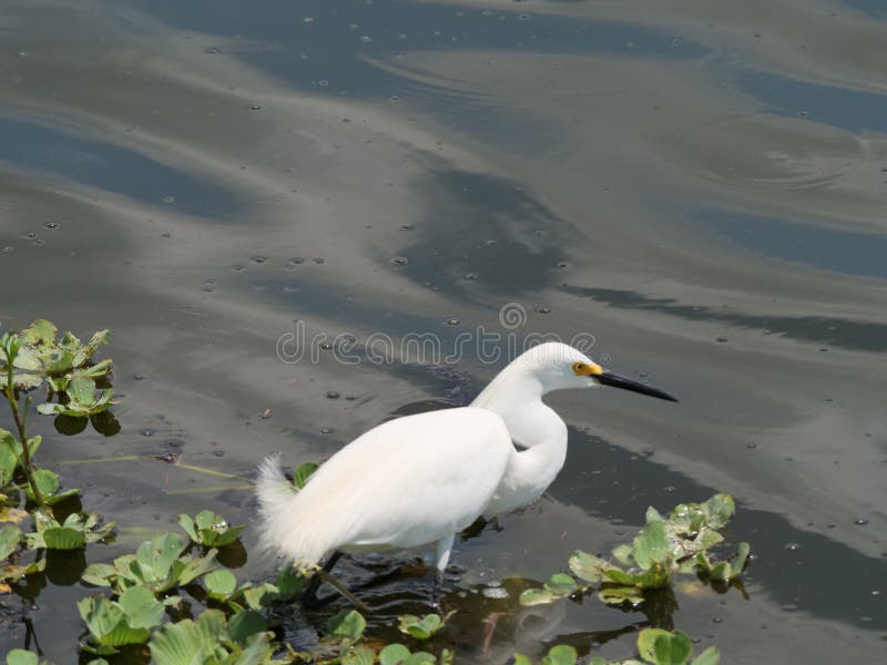 A Large White Bird Standing by a Lake Stock Image - Image of duck, lake ...
