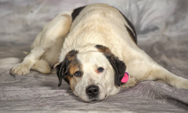Large White with Black and Red Mongrel Dog in Studio on a Winter ...