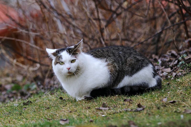 A Large White-brown Tomcat with an Injury Above the Eye Stock Photo ...