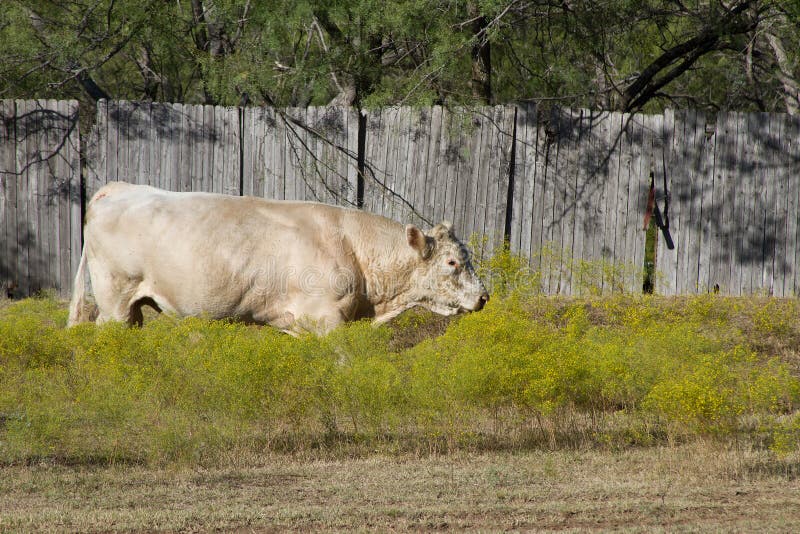 A large white bull stock image. Image of domesticated - 45694805
