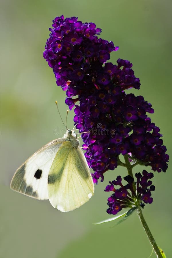 Large White on Butterfly Bush Stock Image - Image of white, flowers ...