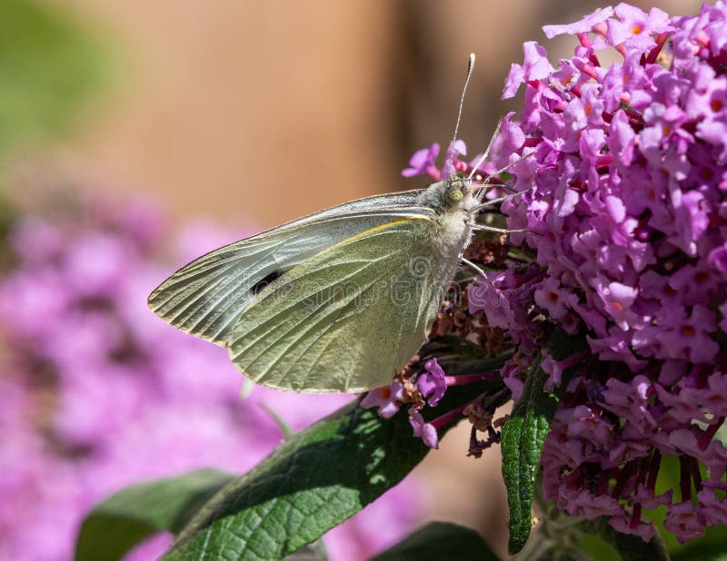 Large White Butterfly Collecting Pollen from Buddleia Stock Image ...
