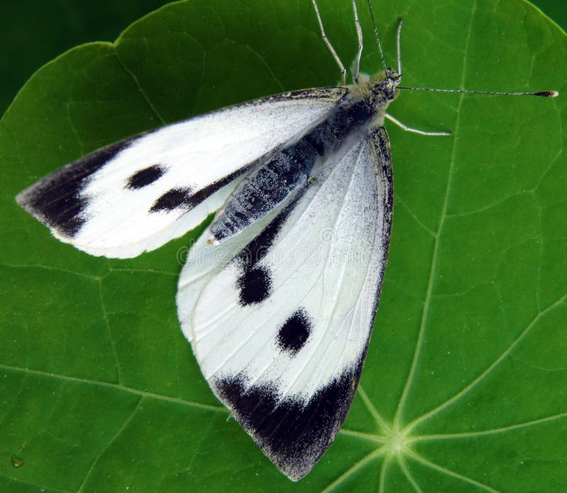 Large White Butterfly Pieris Brassicae Stock Image - Image of brown ...