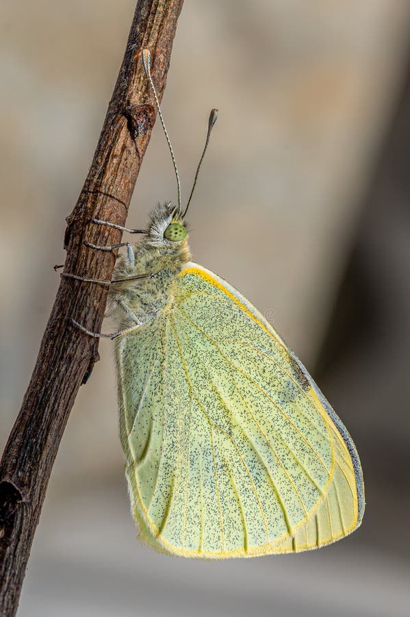Large White Butterfly, Pieris Brassicae, Resting on a Stick Shortly ...