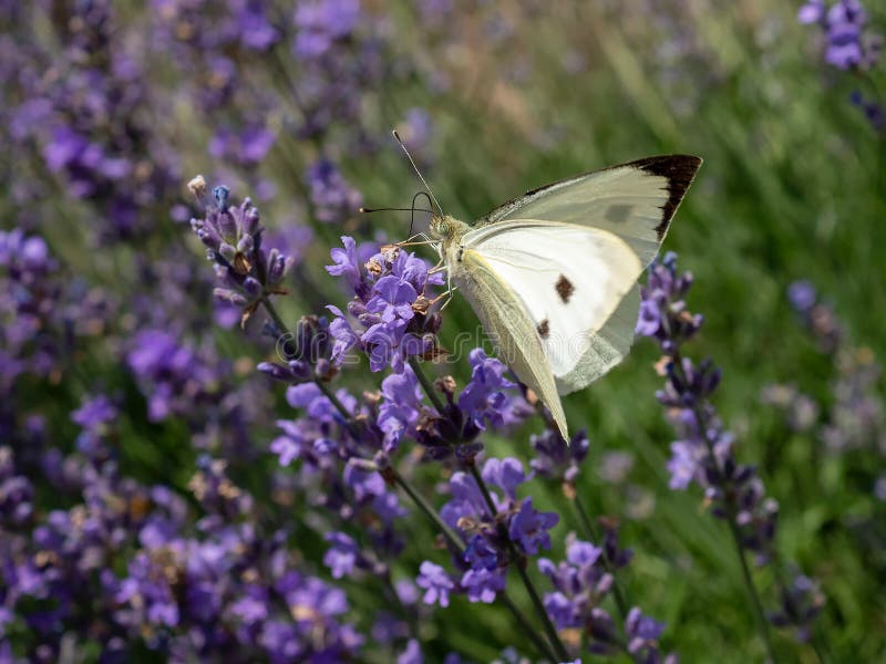 Large White Butterfly in Rows of Lavender Stock Photo - Image of ...