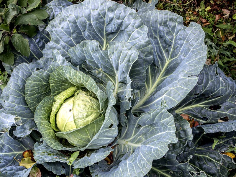 Large White Cabbage Grows in the Garden Stock Photo - Image of ...
