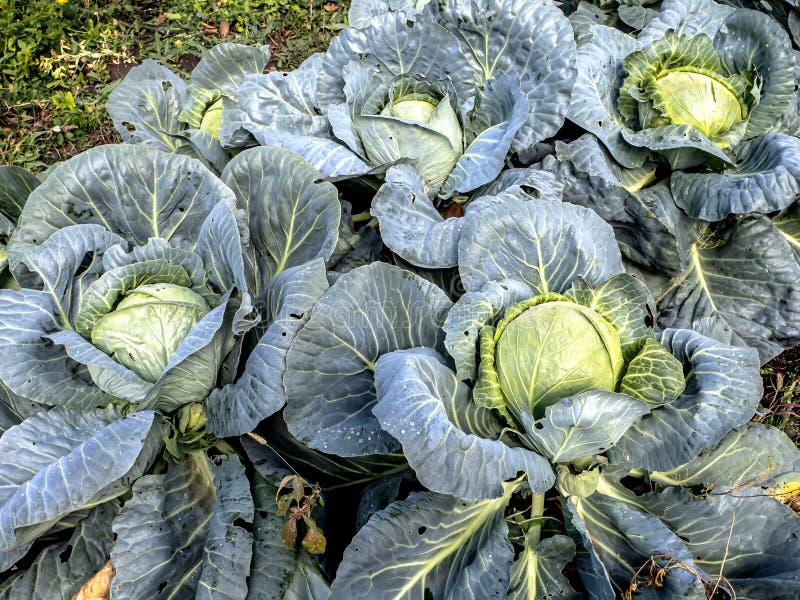 Large White Cabbage Grows in the Garden Stock Image - Image of ...