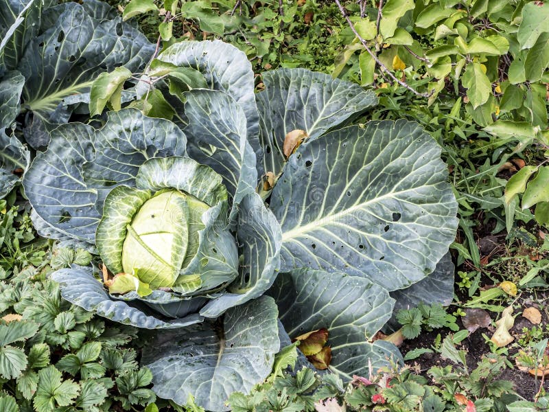 Large White Cabbage Grows in the Garden Stock Photo - Image of healthy ...