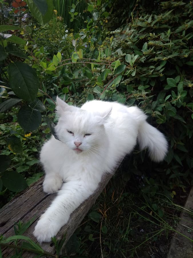 A Large White Cat on a Background of Dense Greenery Stock Photo - Image ...