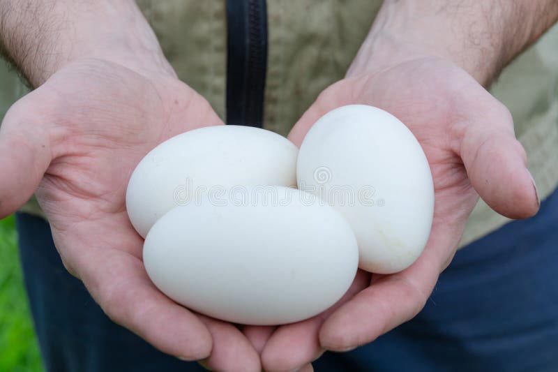 Large White Chicken Eggs from Domestic Chickens. Stock Image - Image of ...