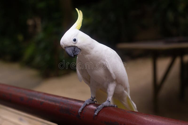 A Large White Cockatoo Parrot with a Yellow Mohawk Stock Photo - Image ...