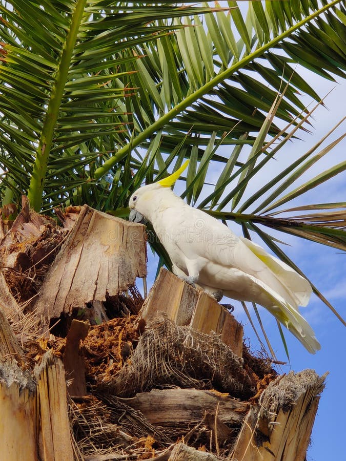 Large White Cockatoo Parrot Yellow Mohawk Stock Photos - Free & Royalty ...