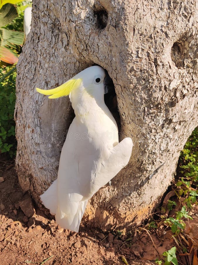 A Large White Cockatoo Parrot with a Yellow Mohawk Stock Image - Image ...