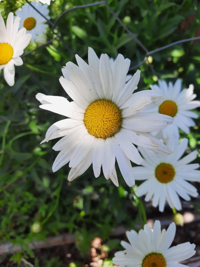 Large daisy flower stock image. Image of flower, daisy - 274060097