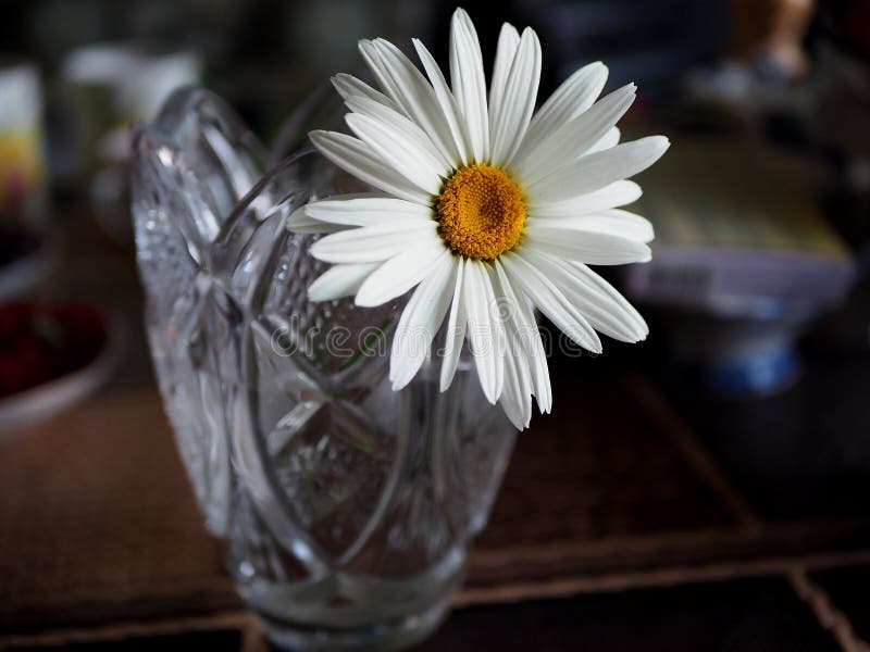 One Large White Daisy in a Vase Stock Image - Image of yellow, flora ...