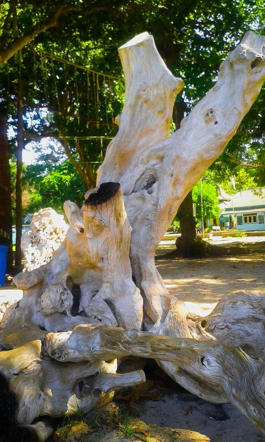 A Large White Dead Tree Trunk, with Green Trees in the Background, is ...