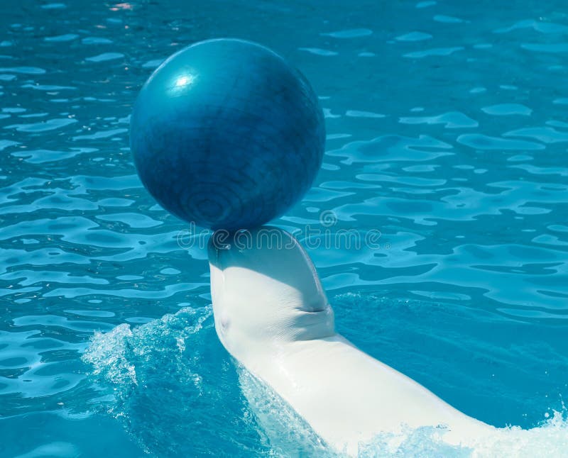 Dolphin plays stock image. Image of friend, pool, pacific - 1245957