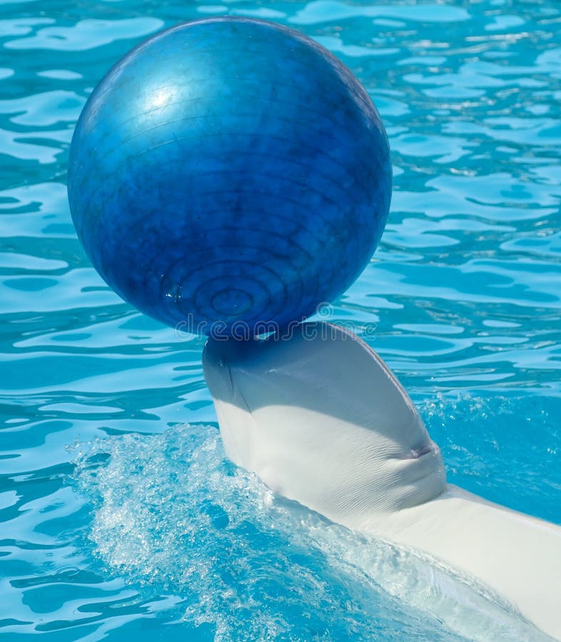 Dolphin plays stock image. Image of friend, pool, pacific - 1245957