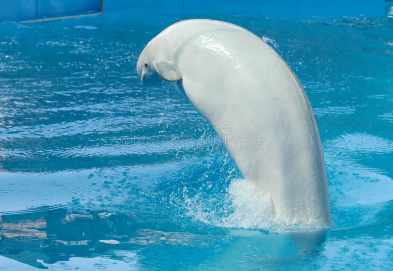 A Large White Dolphin Swims in the Pool Stock Image - Image of dolphin ...