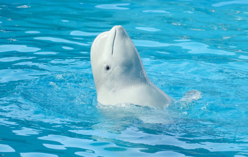 5,240 White Dolphin Photos - Free & Royalty-Free Stock Photos from ...