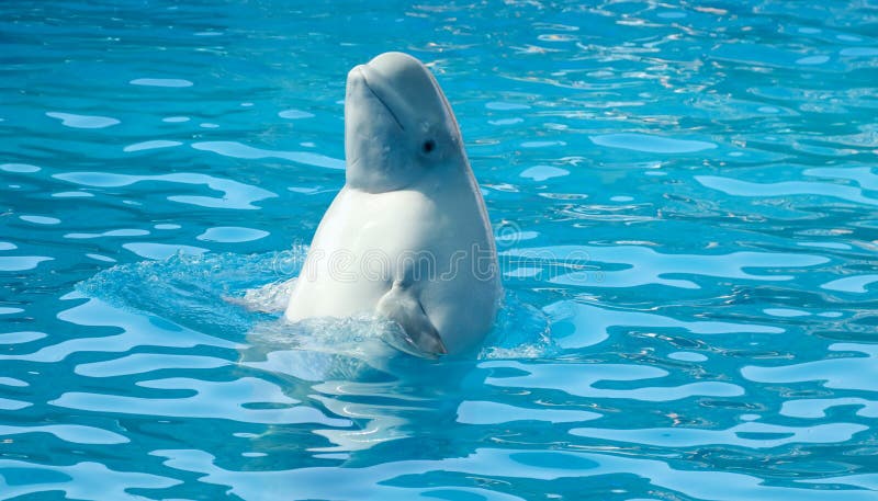 A Large White Dolphin Swims in the Pool Stock Photo - Image of wildlife ...