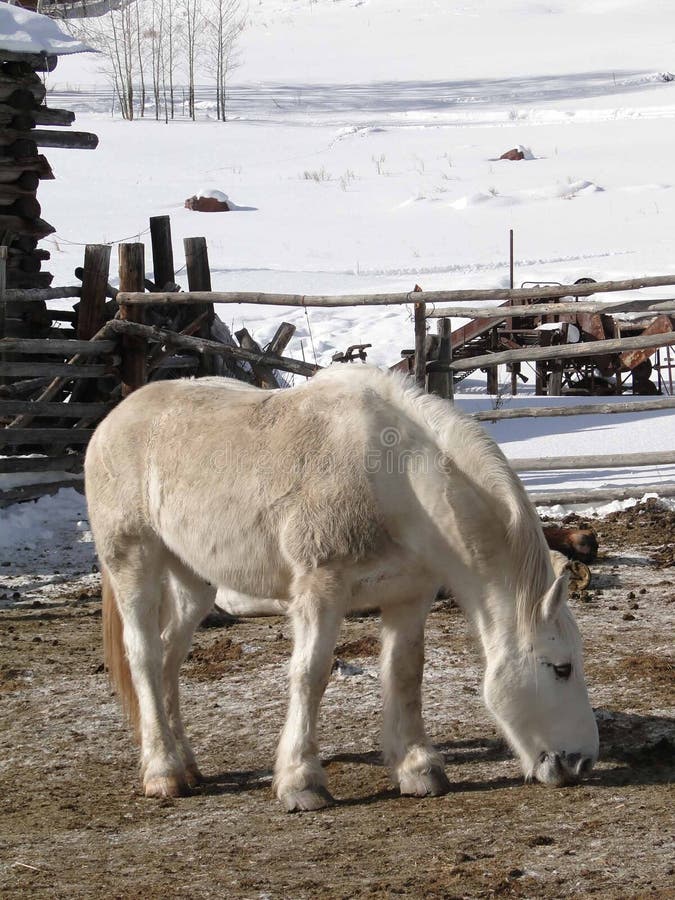 Large white draft horse stock image. Image of horse, fauna - 13446537