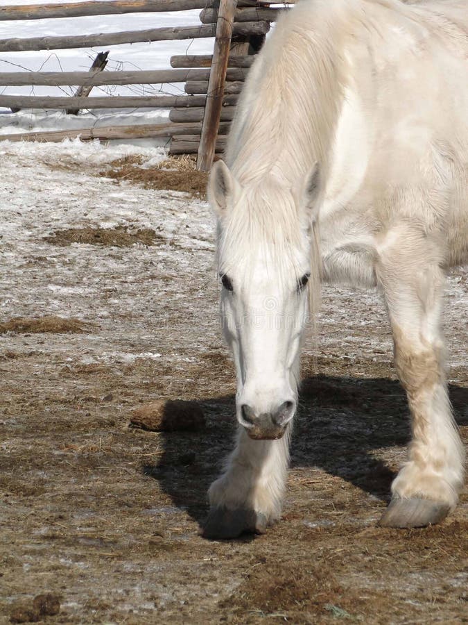 Large white draft horse stock image. Image of horse, fauna - 13446537