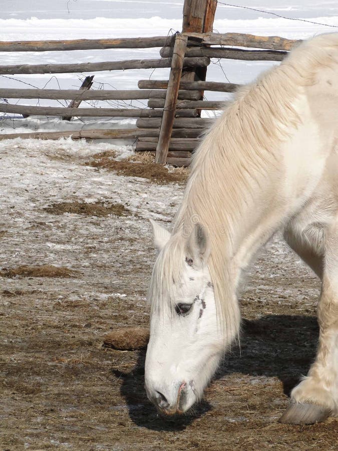 Large white draft horse stock image. Image of horse, fauna - 13446537