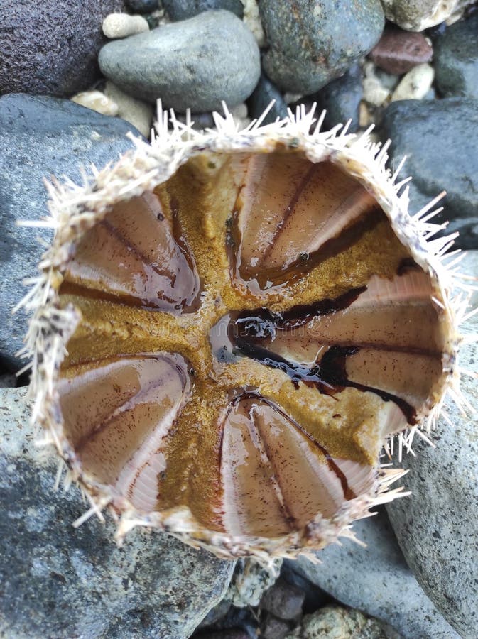 Large White Echinoidea Marine Animals Stock Photos - Free & Royalty ...
