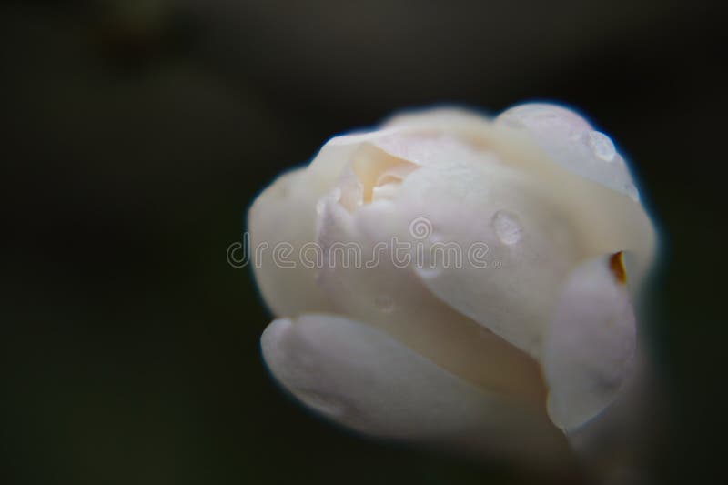 Large White Flower with Dew Drops on a Dark Background. an Image with a ...