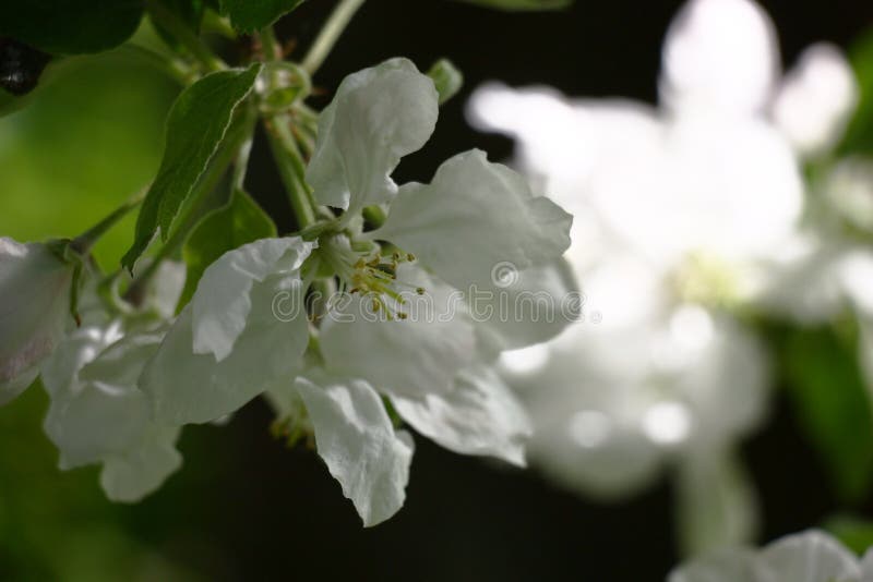 Blossoming of an Apple-tree.Shade and Light. Stock Photo - Image of ...
