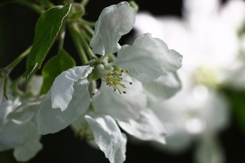 Blossoming of an Apple-tree. Light and Shade. Closeup. Stock Image ...