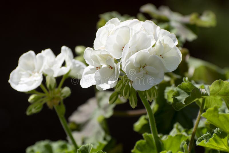 Large White Flowers of Geranium or Pelargonium. Floral Background Stock ...