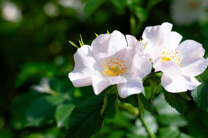 Large White Flowers on Rose Hips in the Sunny Garden Stock Photo ...