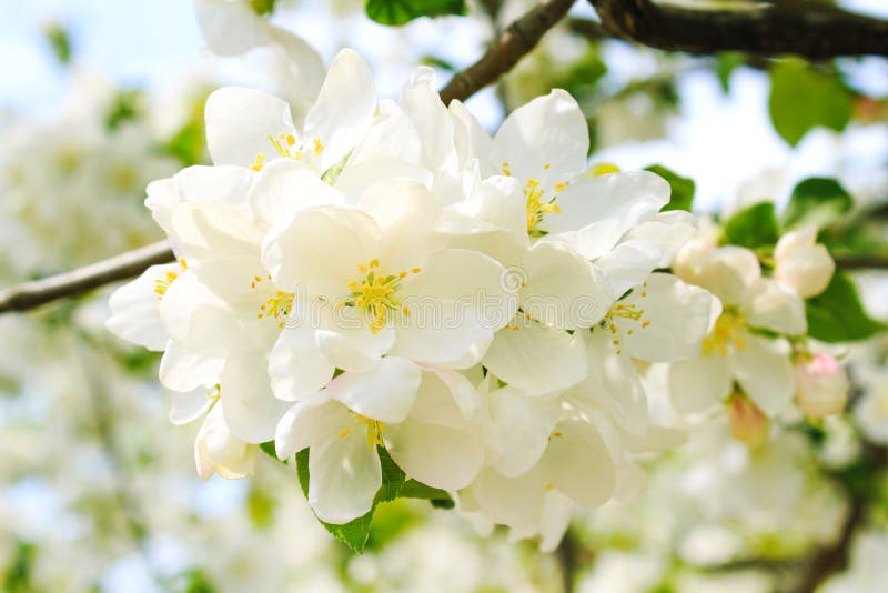 White Flowers on a Tree in a Spring Stock Image - Image of garden ...
