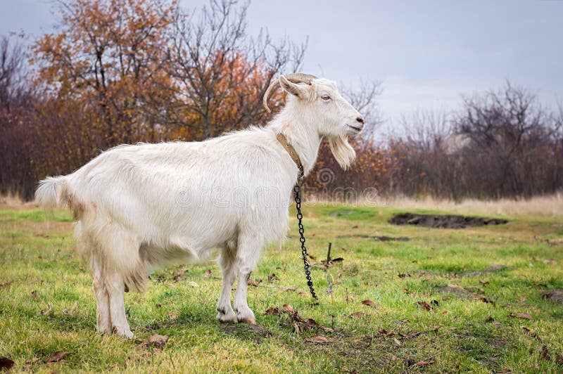 Large White Goat with Horns in the Meadow, Tethered on a Chain Stock ...