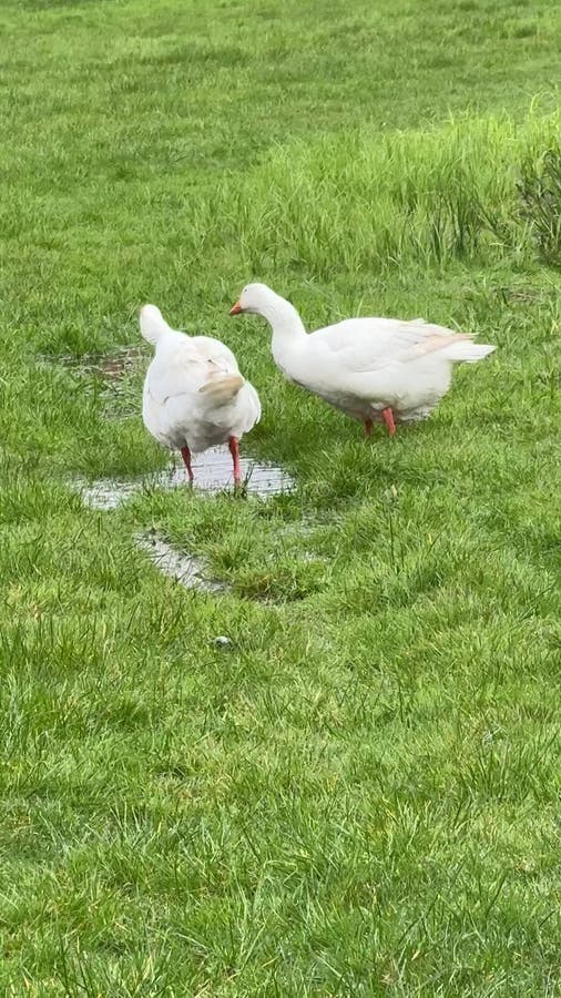 Goose in attacking mood stock video. Video of lawn, mood - 315071645