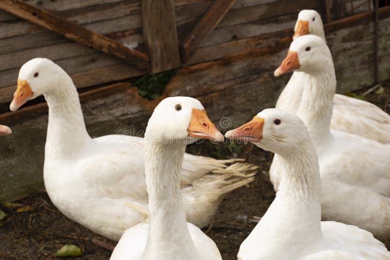 A Large White Goose in the Yard Close Up View Stock Image - Image of ...
