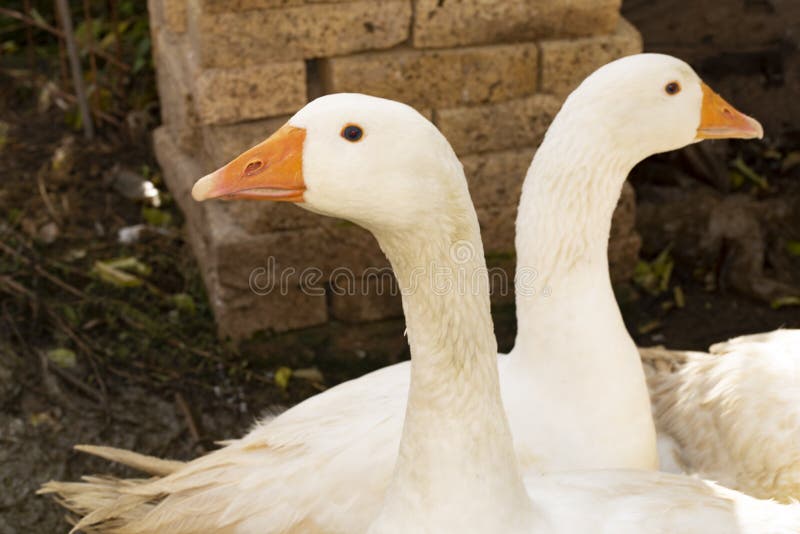 A Large White Goose in the Yard Close Up View Stock Photo - Image of ...