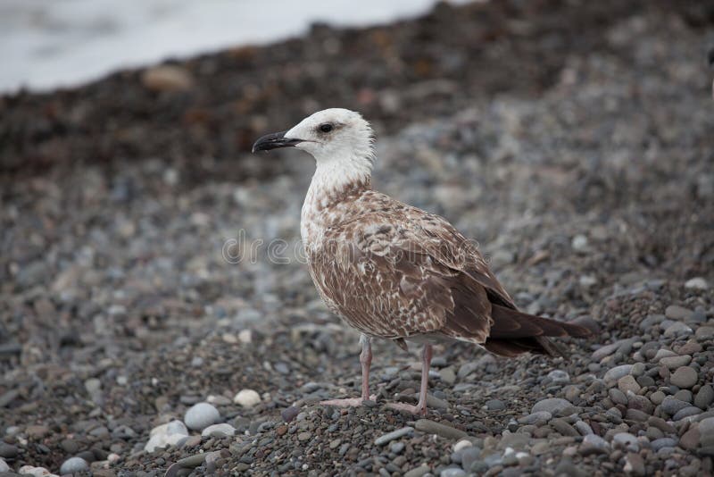 Large White Cumulus Cloud on the Blue Sky Stock Image - Image of beauty ...