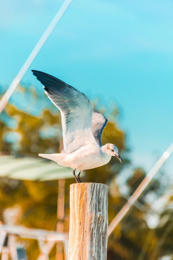 Large White-headed Gull Preparing His Flight Stock Photo - Image of ...