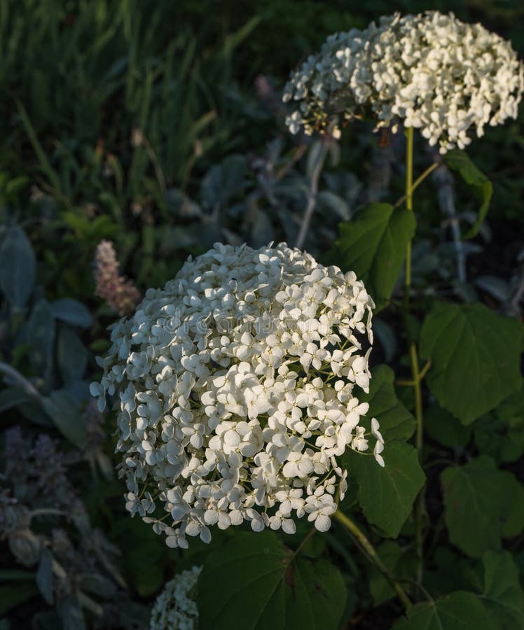 Large White Hydrangea Flower Balls Stock Image - Image of blossom ...