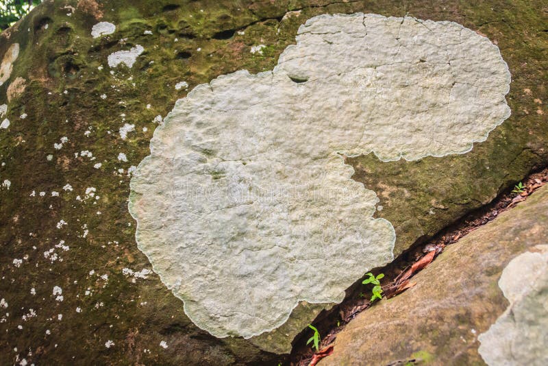 Large White Lichen on the Rock in the Forest. Stock Image - Image of ...