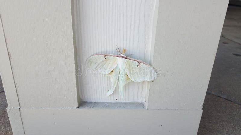 Large White Moth Insect on Wood Pillar or Wall Stock Photo - Image of ...