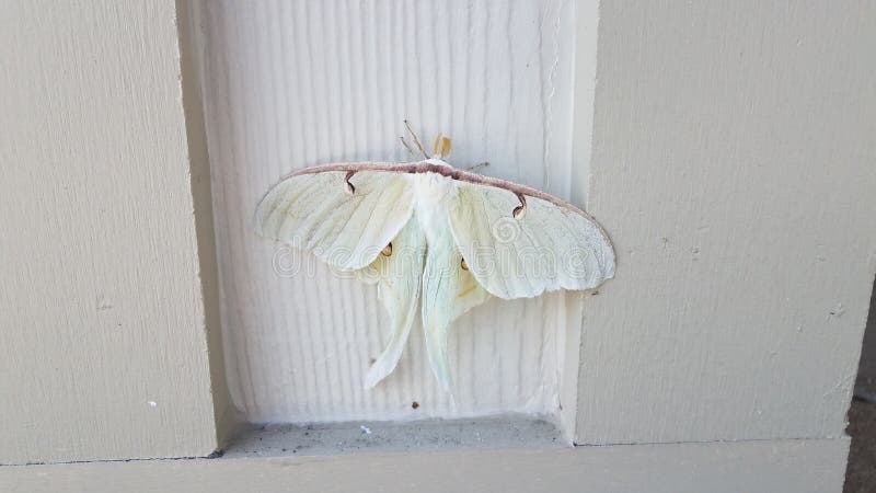 Large White Moth Insect on Wood Pillar or Wall Stock Photo - Image of ...