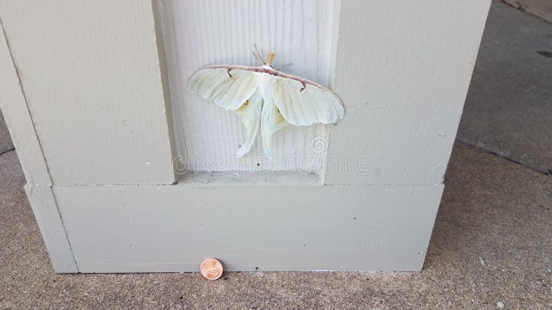 Large White Moth Insect on Wood Pillar or Wall with Penny Stock Image ...